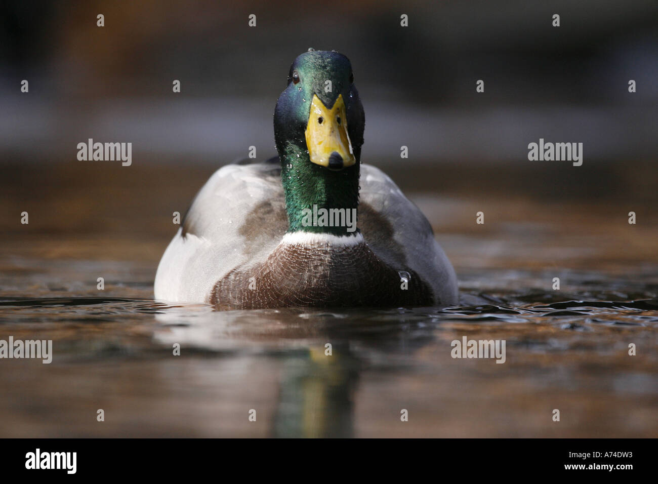 Drake mallard duck Stock Photo - Alamy