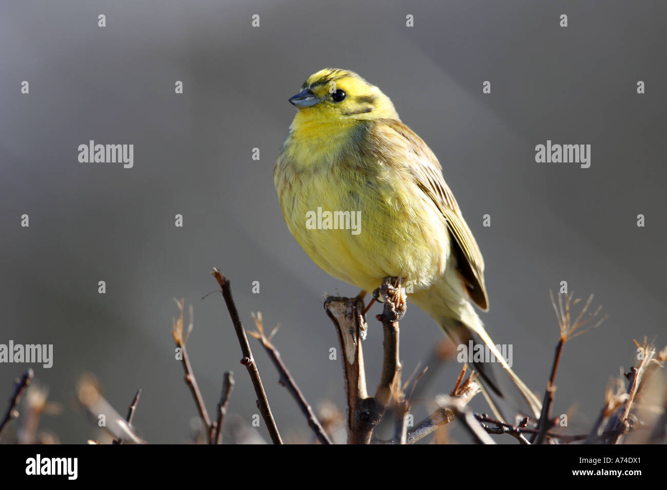 YELLOWHAMMER. MALE. EMBERIZA CITRINELLA. ENGLAND. UK Stock Photo - Alamy