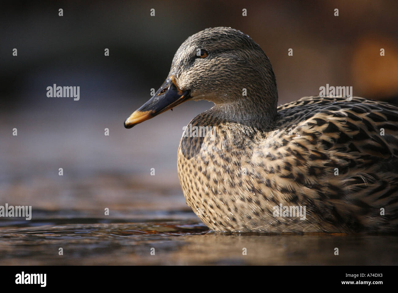 Hen mallard duck Stock Photo - Alamy