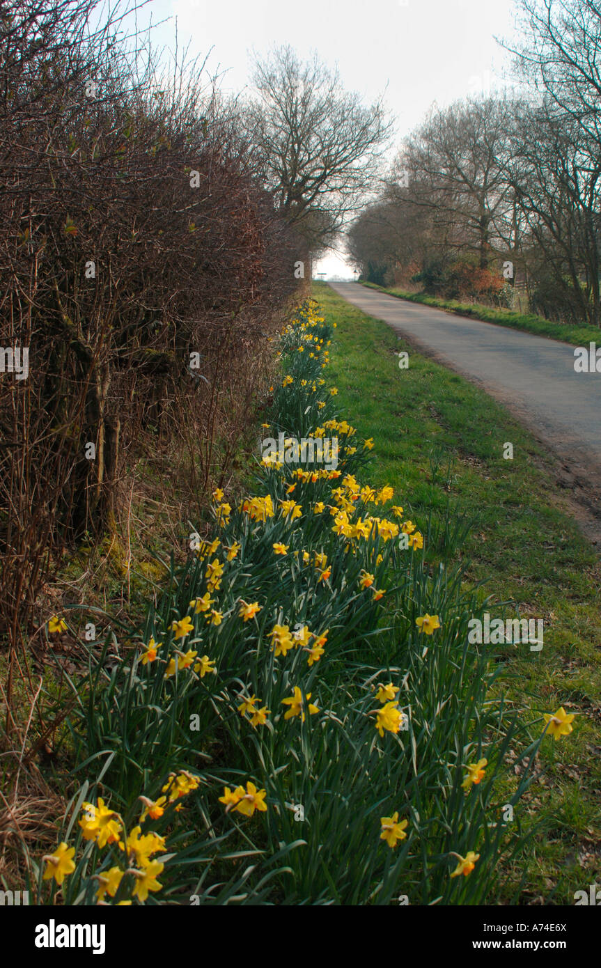 Parallel hedges hi-res stock photography and images - Alamy