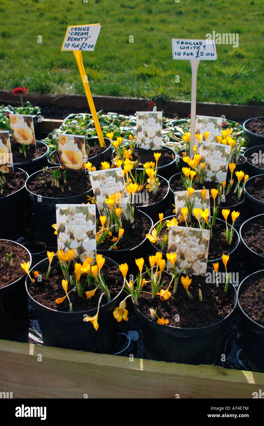 Crocuses On Sale At Garden Center Stock Photo - Alamy