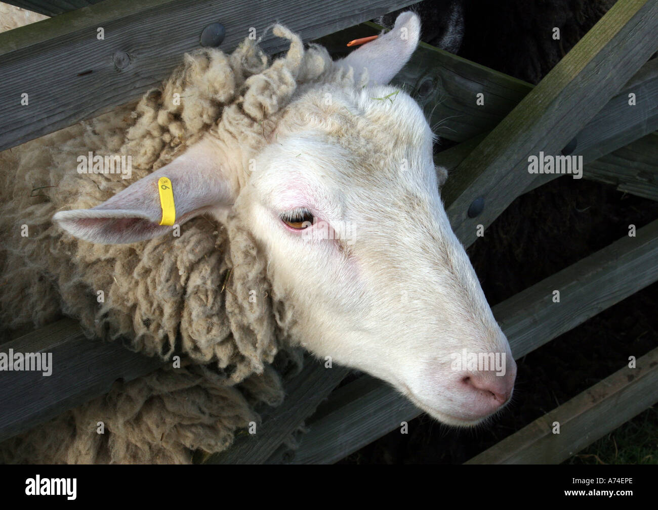 Sheep ram female nobody hi-res stock photography and images - Alamy