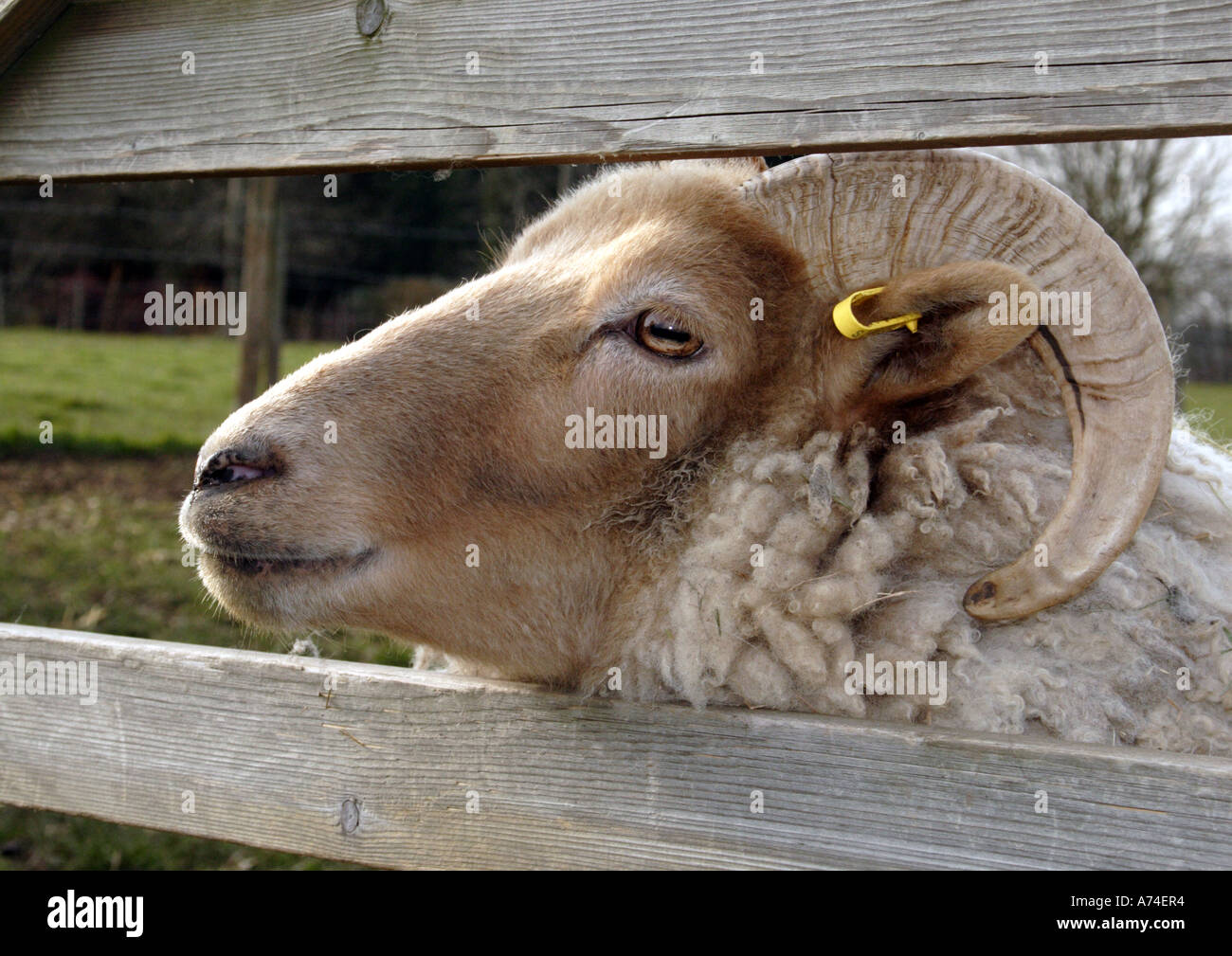 Sheep ram female nobody hi-res stock photography and images - Alamy