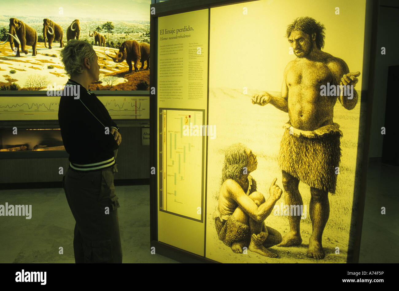 Display of human evolution ALTAMIRA NEO CAVE MUSEUM Santillana del Mar ...