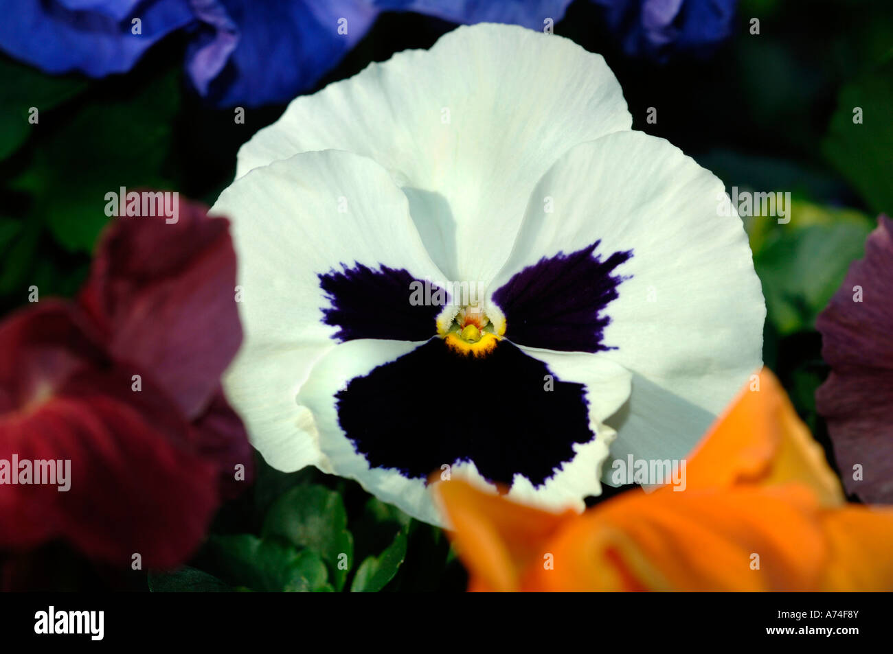 Pansy species hi-res stock photography and images - Alamy