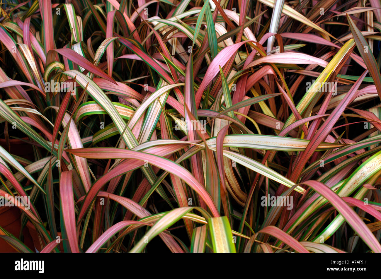 Phormium grass hi-res stock photography and images - Alamy