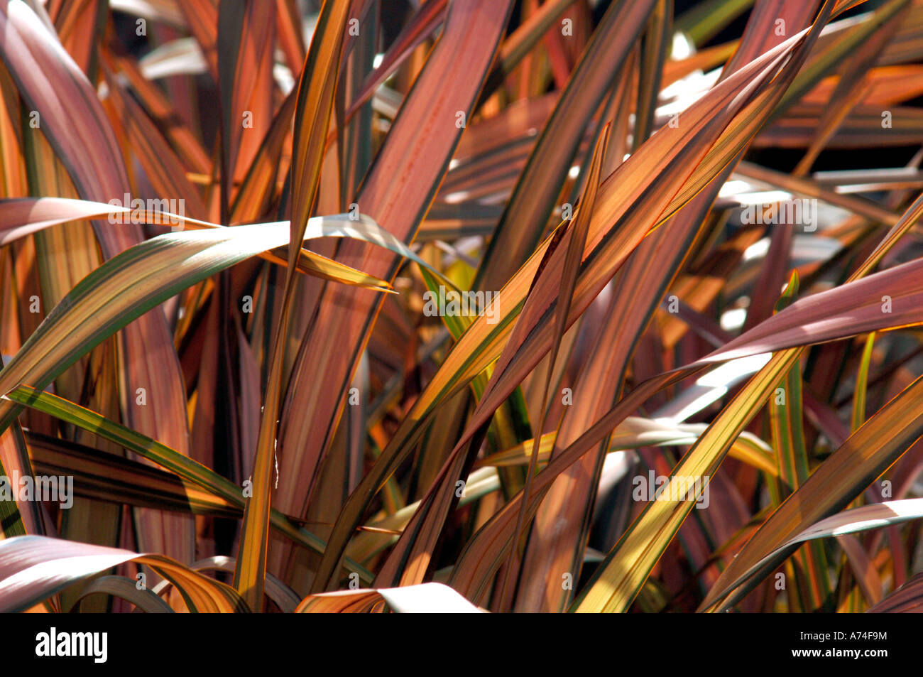 Perennial grass species hi-res stock photography and images - Alamy