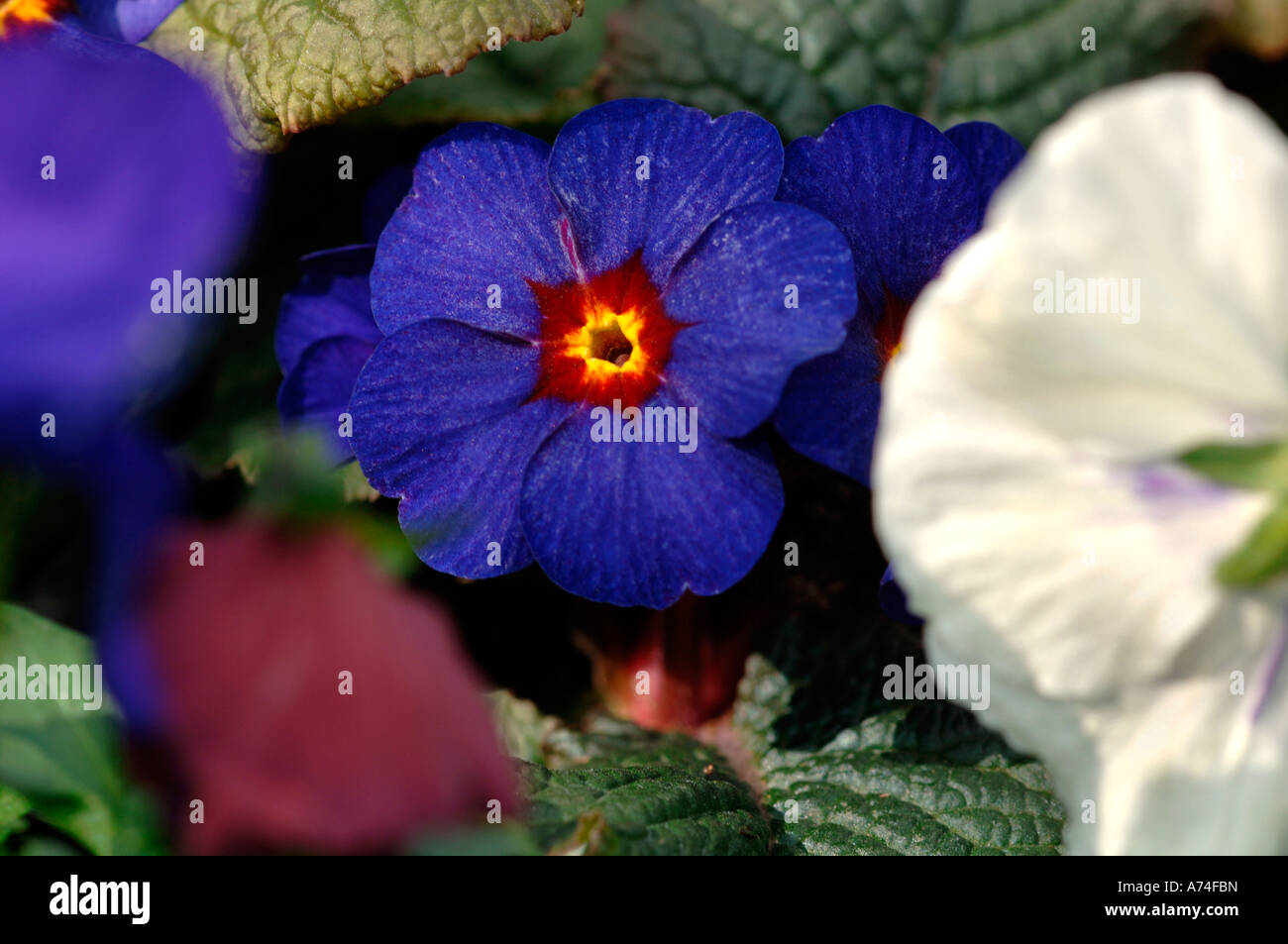 Polyanthus flowers hi-res stock photography and images - Alamy