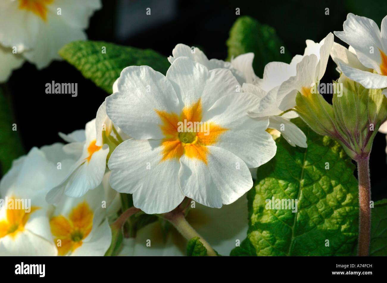 Polyanthus flowers hi-res stock photography and images - Alamy