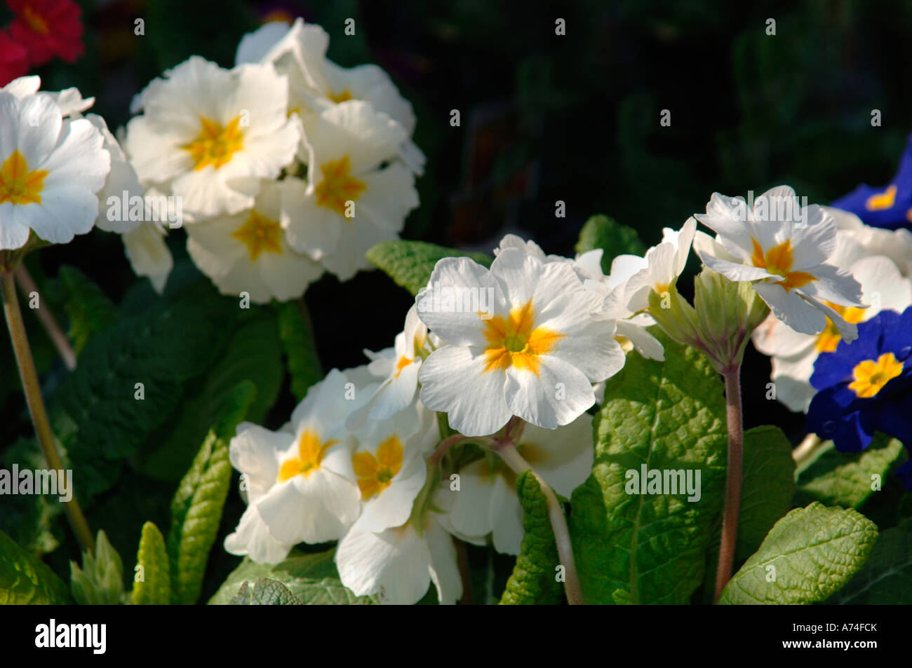 Polyanthus flowers hi-res stock photography and images - Alamy