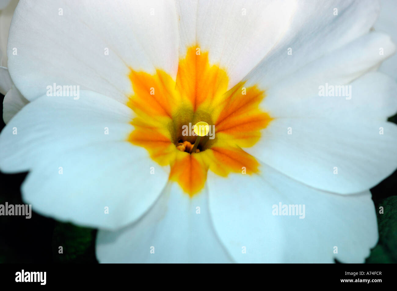 Polyanthus flowers hi-res stock photography and images - Alamy
