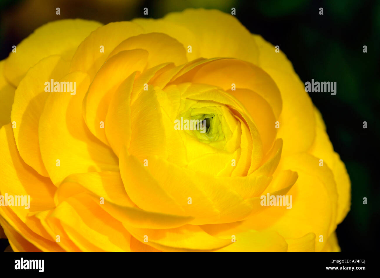 Yellow Ranunculus Flower Stock Photo - Alamy
