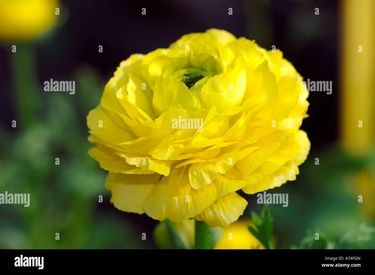 Distinctive yellow flower hi-res stock photography and images - Alamy