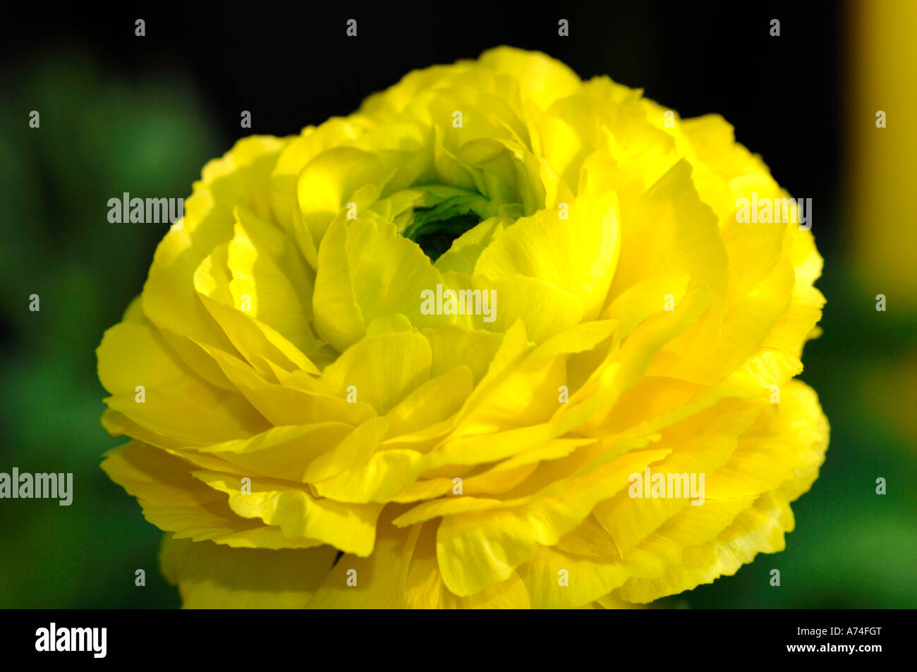 Yellow Ranunculus Flower Stock Photo - Alamy