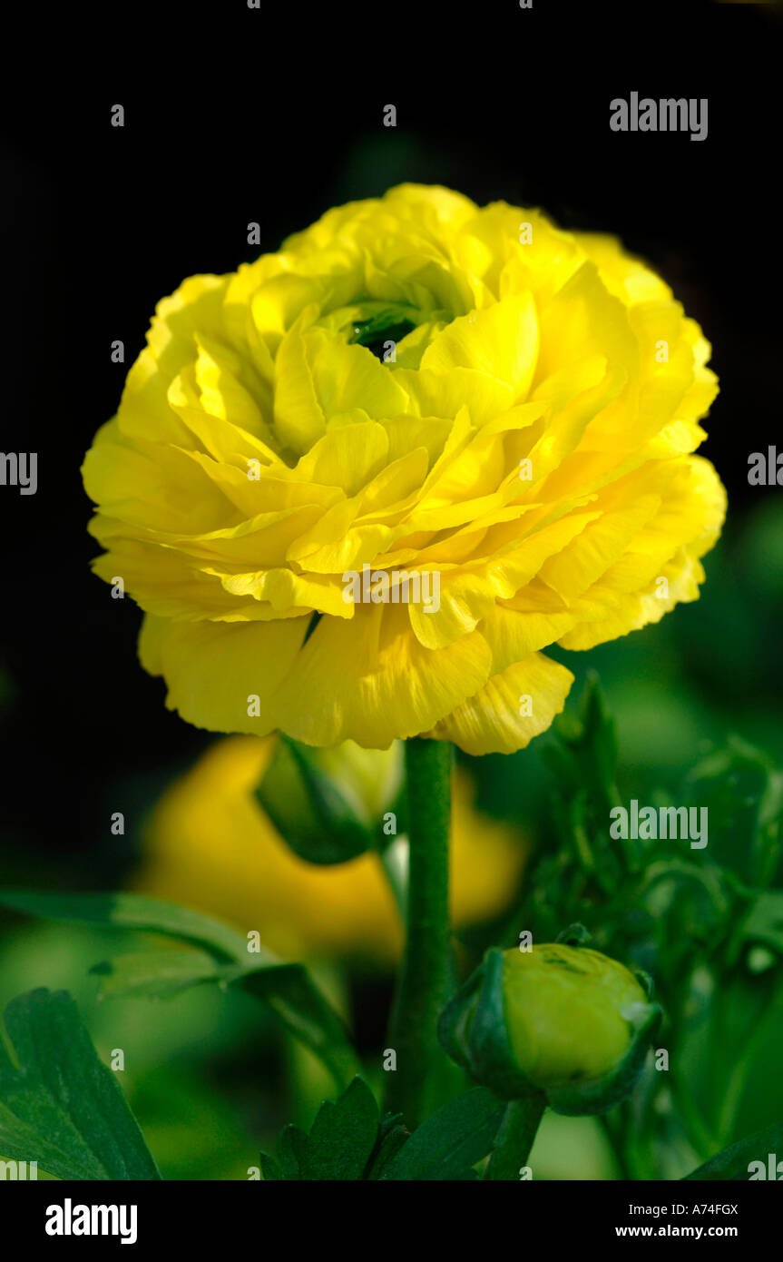 Distinctive yellow flower hi-res stock photography and images - Alamy