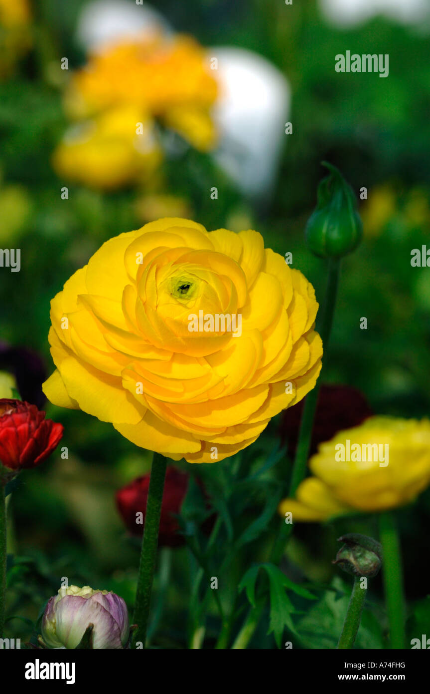 Yellow Ranunculus Flower Stock Photo - Alamy