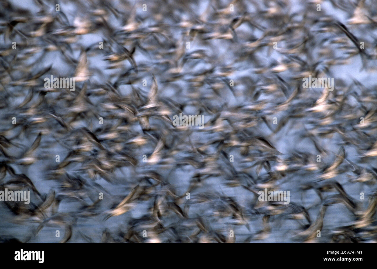 Knot in flight hi-res stock photography and images - Alamy