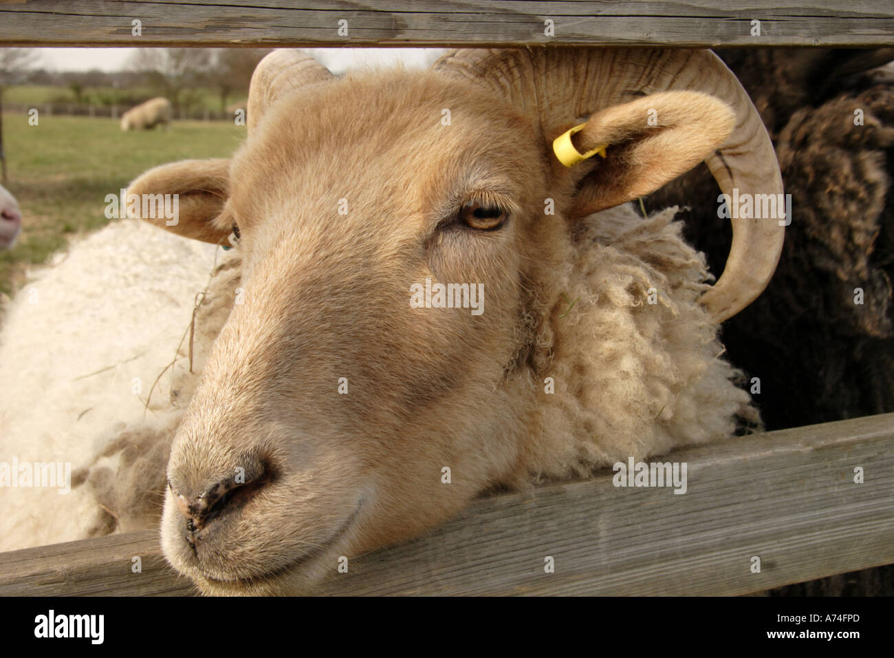 Sheep ram female nobody hi-res stock photography and images - Alamy