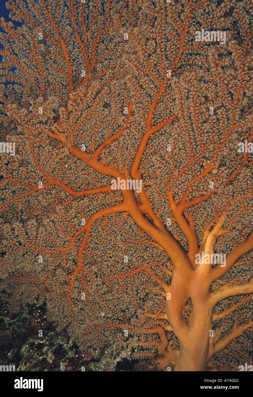 Large Sea Fan Stock Photo - Alamy
