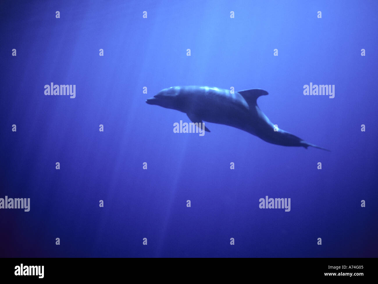 Dolphin french polynesia hi-res stock photography and images - Alamy