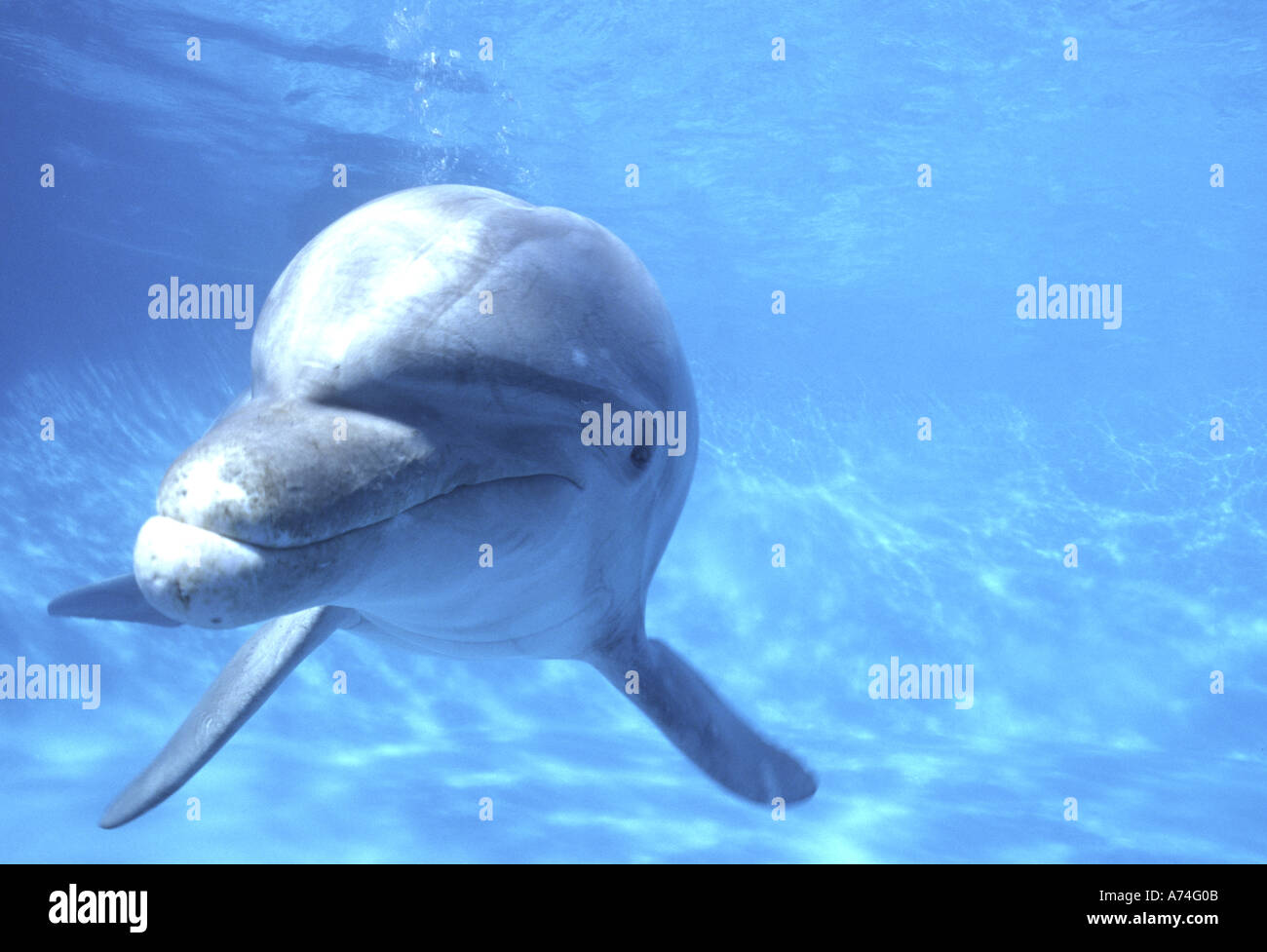 Bottlenosed Dolphin, Tursiops Truncatus Stock Photo - Alamy