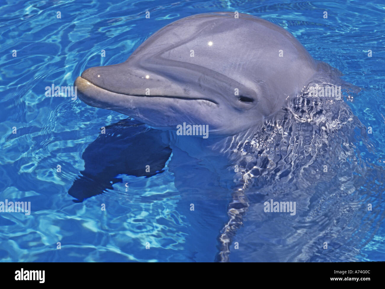 Bottlenosed Dolphin, Tursiops Truncatus Stock Photo - Alamy