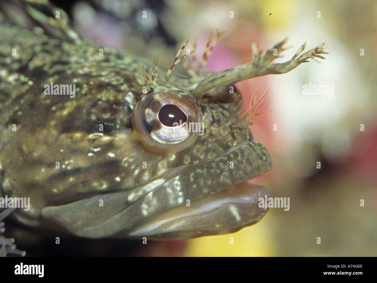 Uninotatus hi-res stock photography and images - Alamy