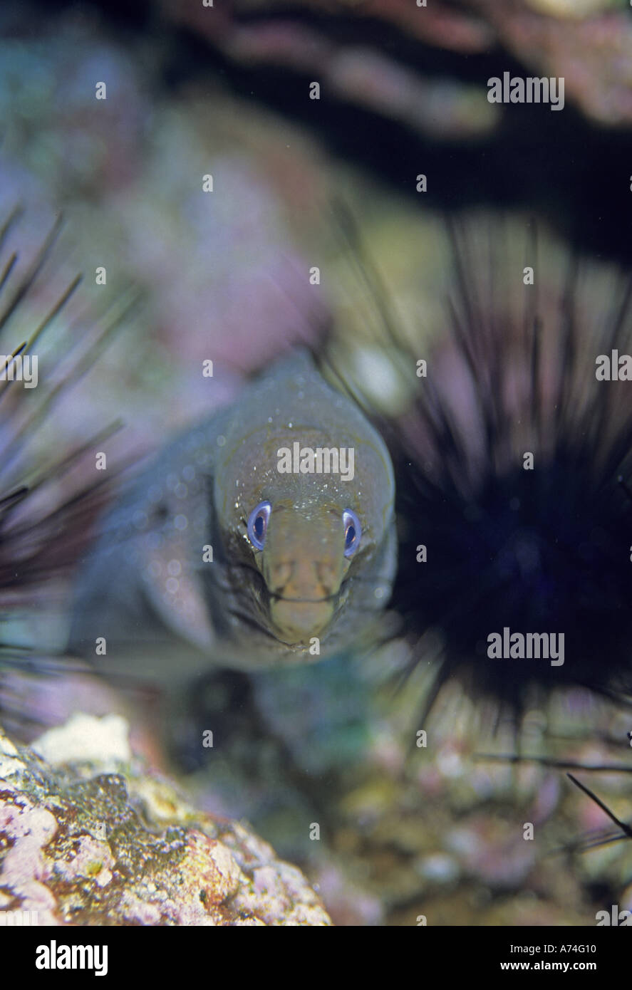 Costa Rica, Cocos Island. Moray Eel, Gymnothorax woodwardi Stock Photo ...
