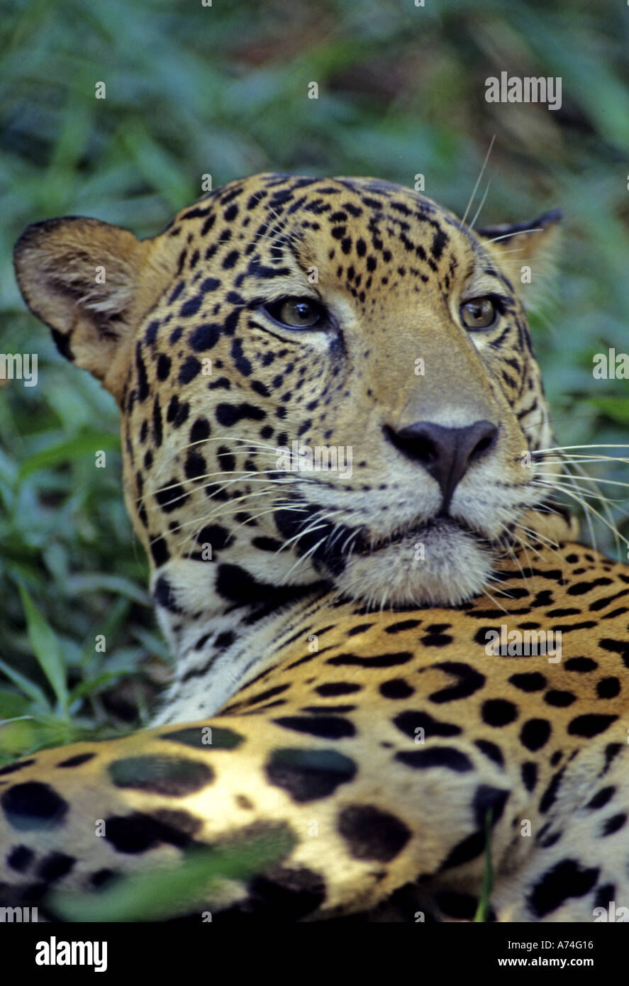 Jaguar, Panthera onca Stock Photo - Alamy