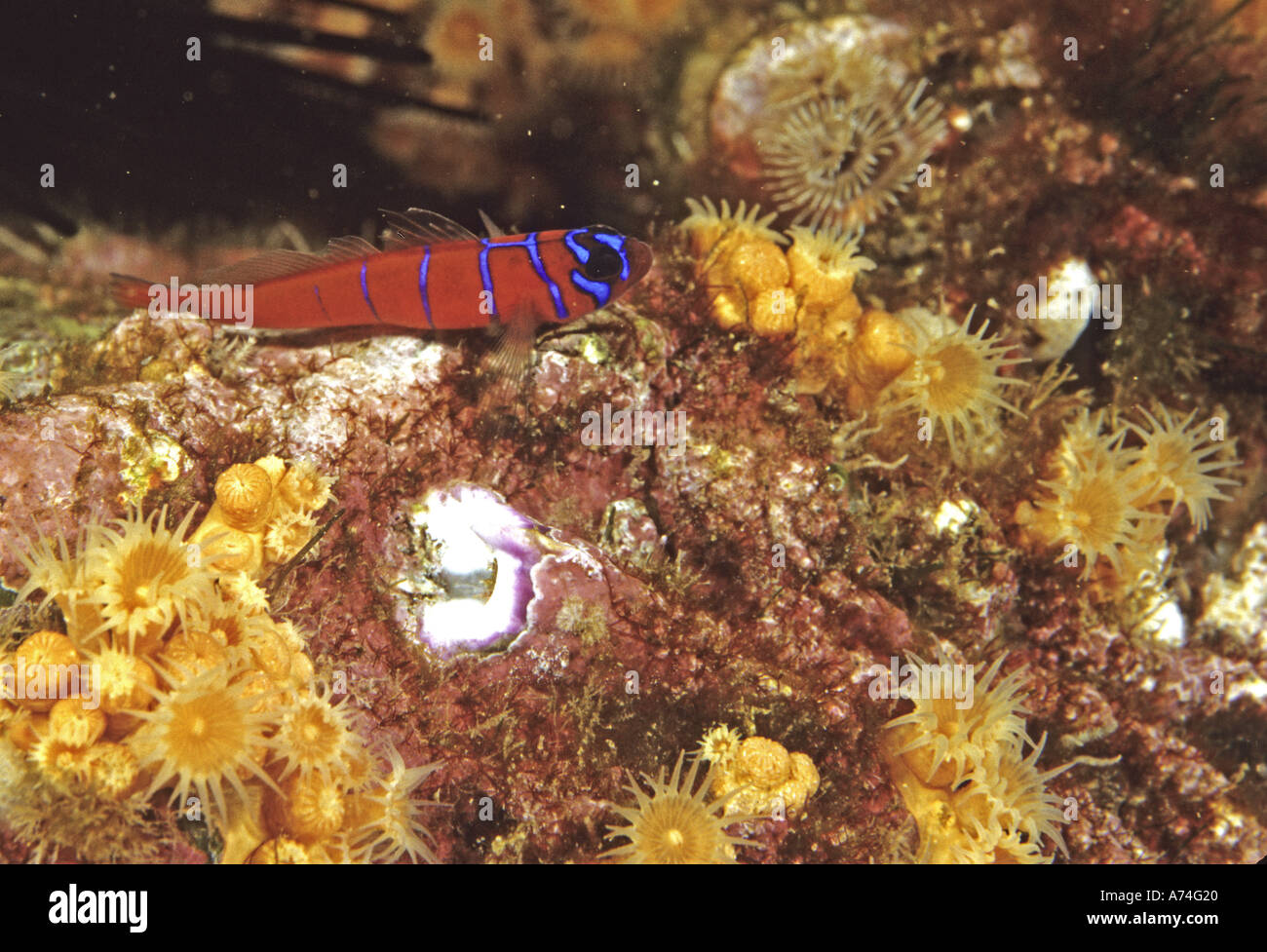 Gilberti hi-res stock photography and images - Alamy