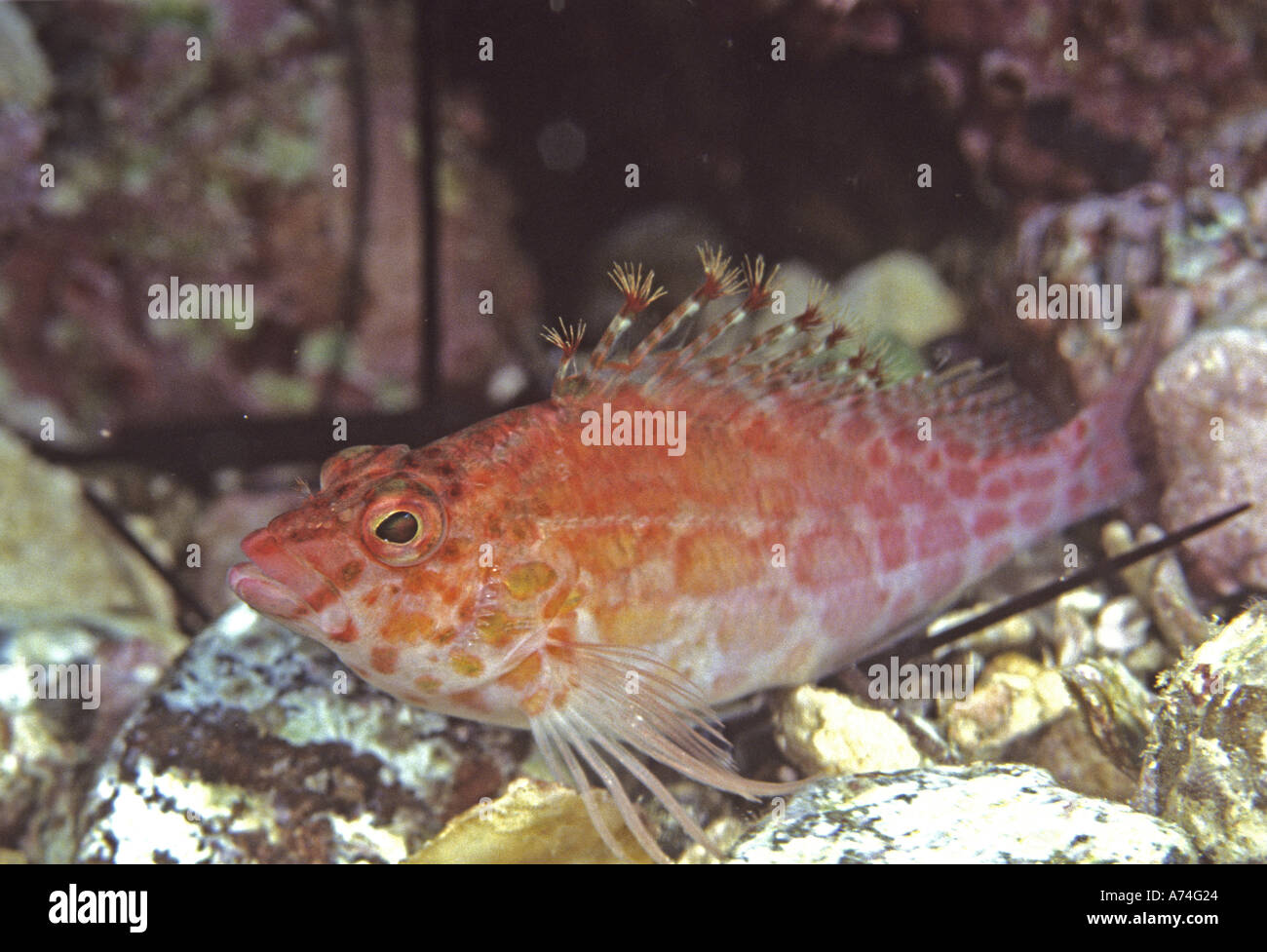Coral Hawkfish, Cirrhitichthys oxycephalus Stock Photo - Alamy