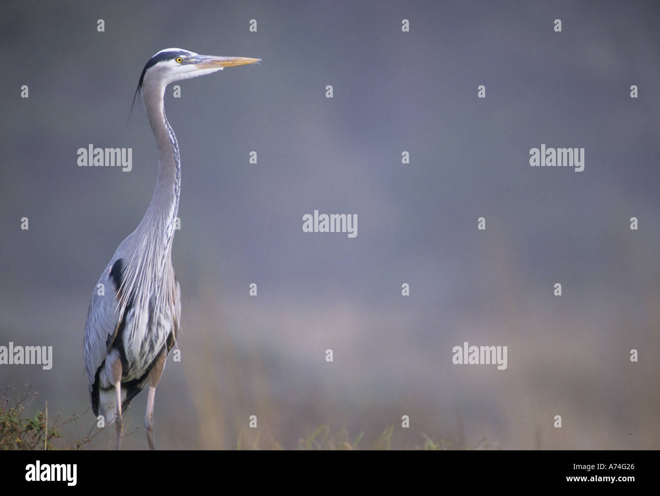 Great Blue Heron, Ardea herodias Stock Photo - Alamy