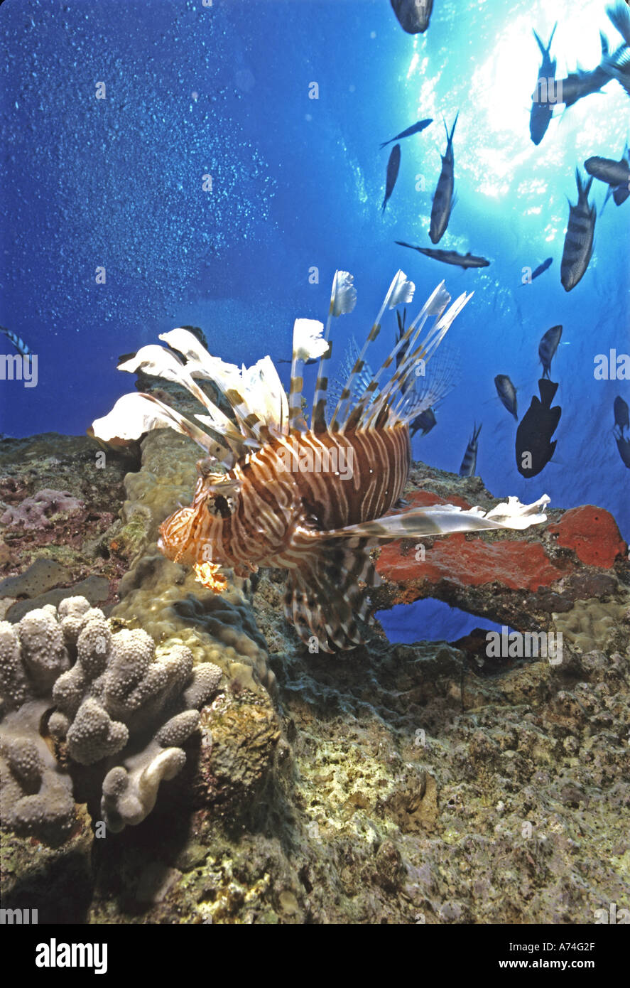 Africa, Egypt, Red Sea. Red Firefish, Pterois volitans Stock Photo - Alamy