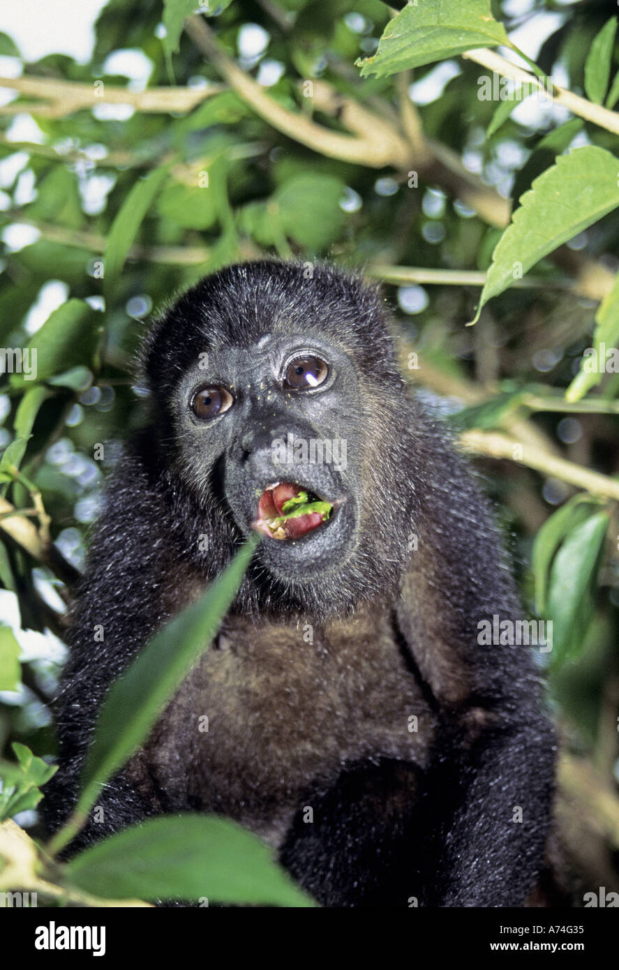 Howler monkey guatemala hi-res stock photography and images - Alamy