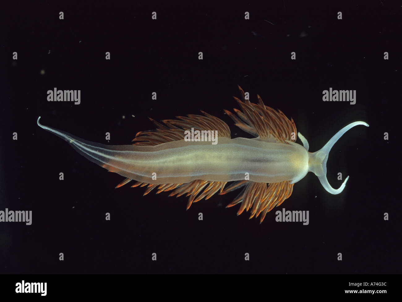 Nudibranch anatomy hi-res stock photography and images - Alamy