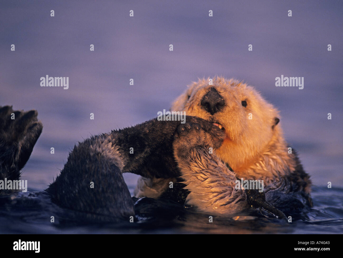 Sea Otter, Enhydra lutris Stock Photo - Alamy