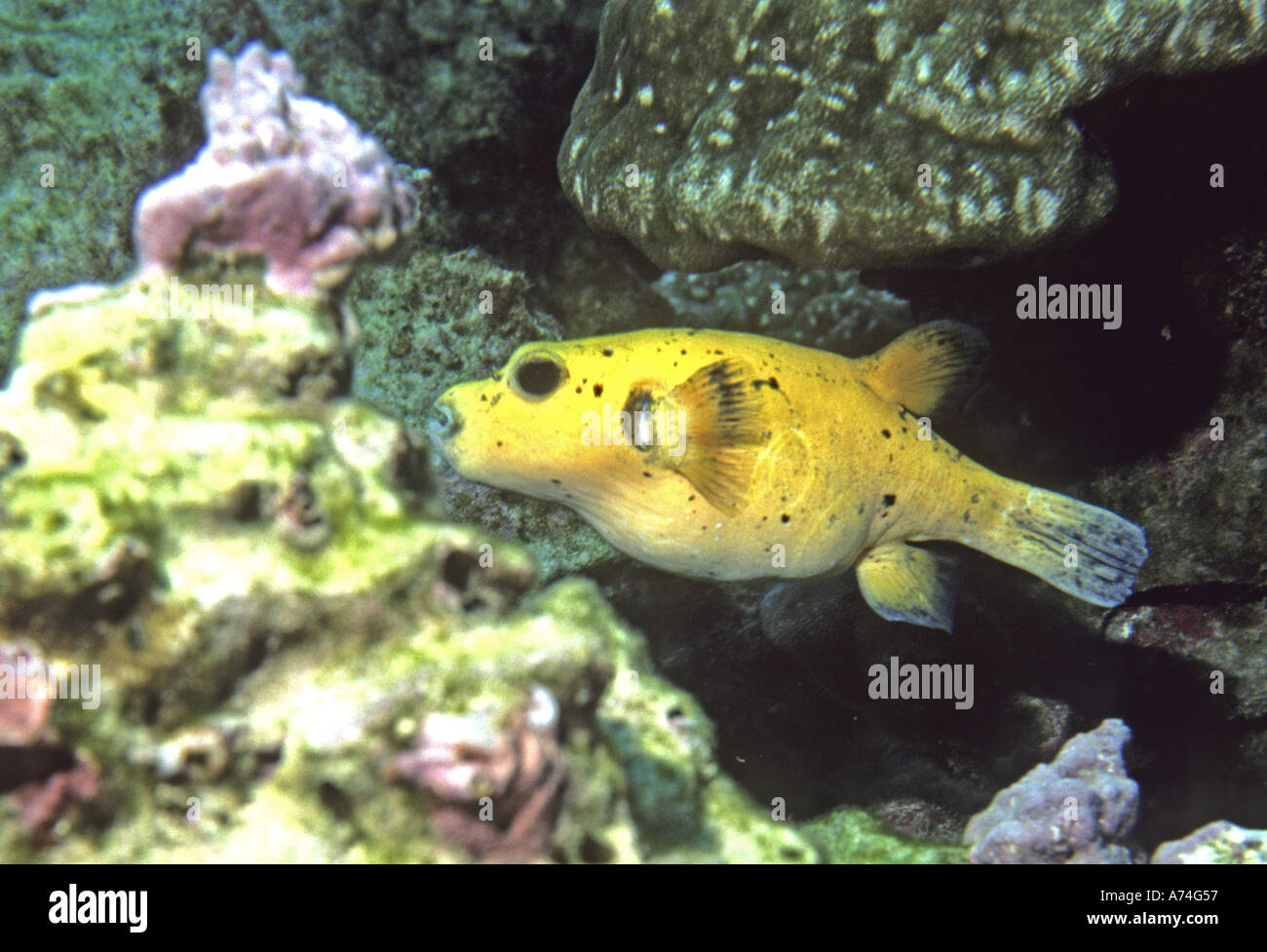 Puffer fish cocos island costa hi-res stock photography and images - Alamy