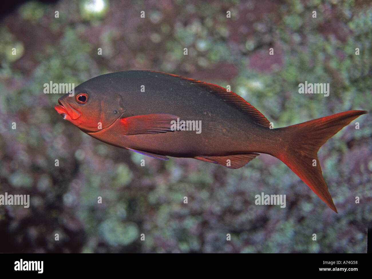 Creole Fish, Paranthias colonus Stock Photo - Alamy