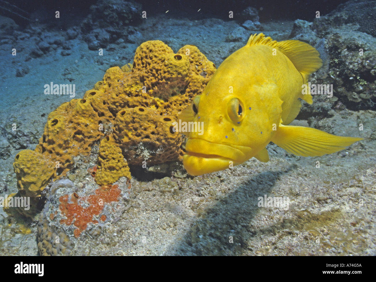 Coney, Epinephelus fulvus Stock Photo - Alamy