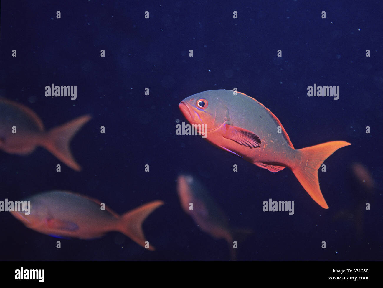 Creole Fish, Paranthias colonus Stock Photo - Alamy
