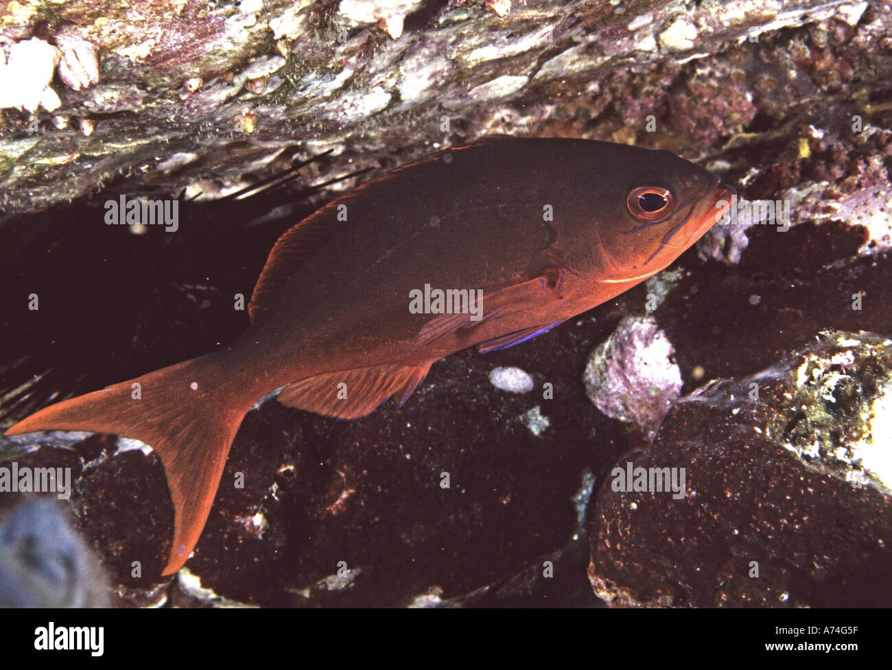 Creole Fish, Paranthias colonus Stock Photo - Alamy