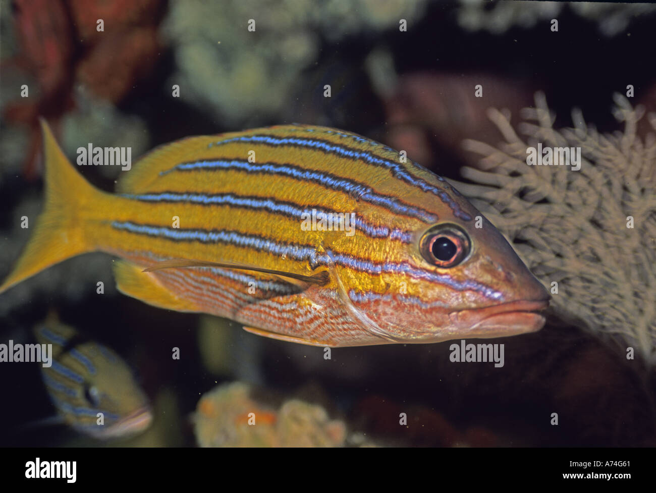 Blue and Yellow Snapper, Lutzanus viridis Stock Photo - Alamy