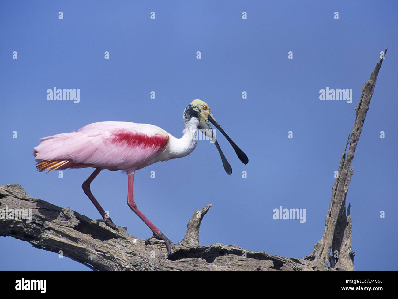 Pink spoonbill on branch hi-res stock photography and images - Alamy