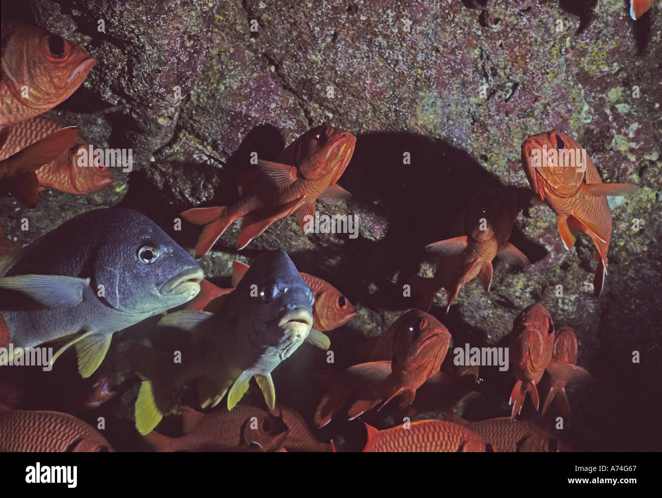 Bigscale Soldierfish, Myripristis berndti Stock Photo - Alamy