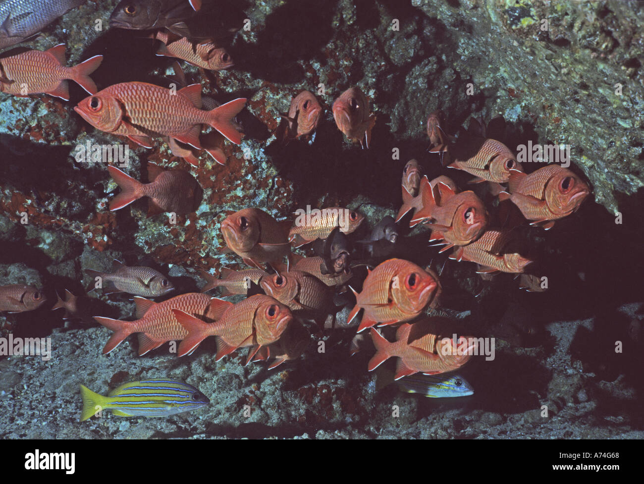 Bigscale Soldierfish, Myripristis berndti Stock Photo - Alamy