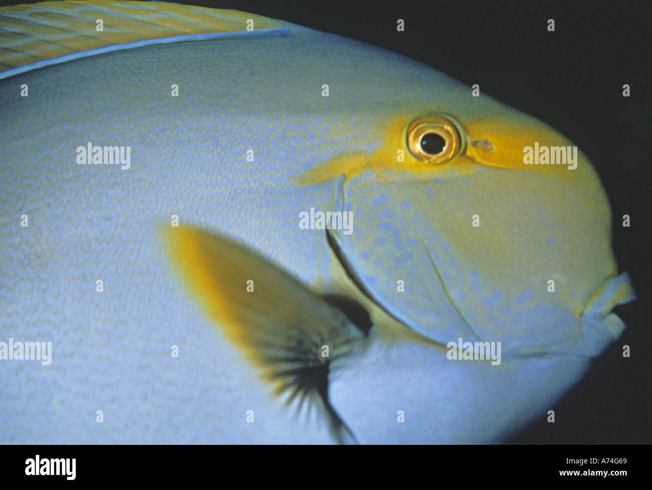 Purple surgeonfish hi-res stock photography and images - Alamy