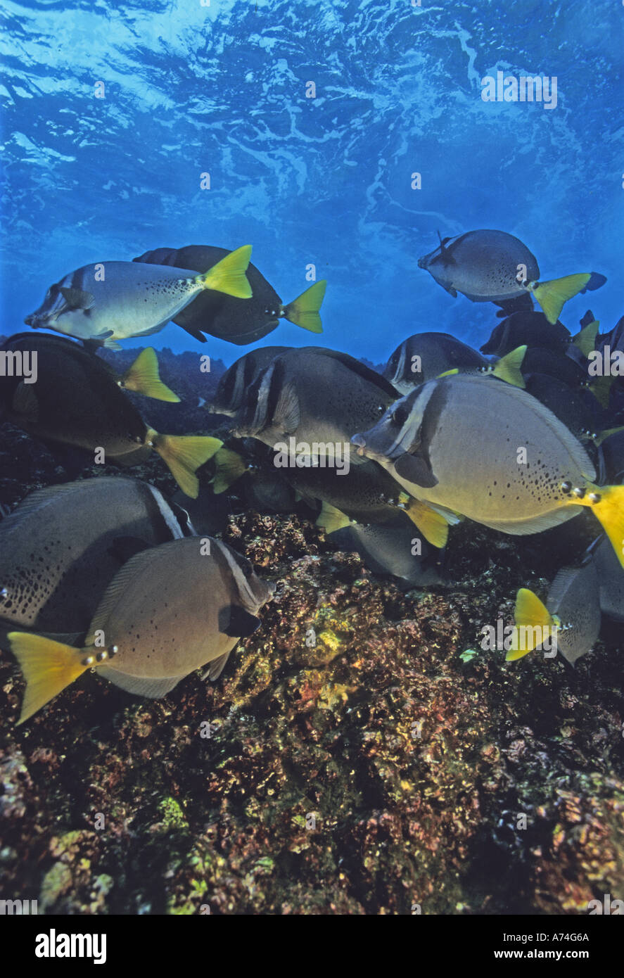 Yellowtail Surgeonfish, Prionurus latilavius Stock Photo - Alamy