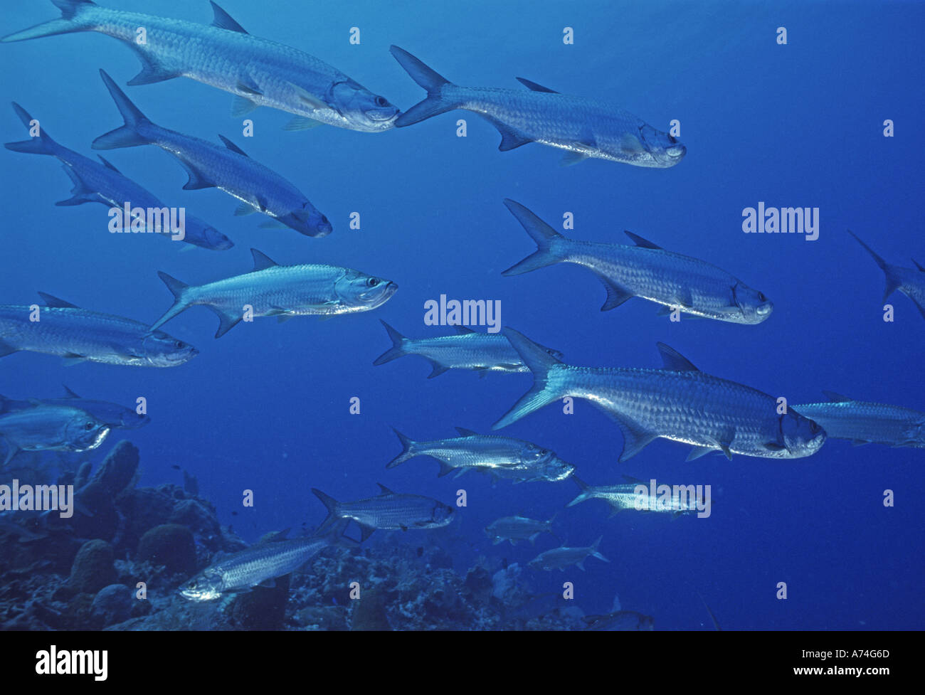Tarpon, Megalops atlanticus Stock Photo - Alamy
