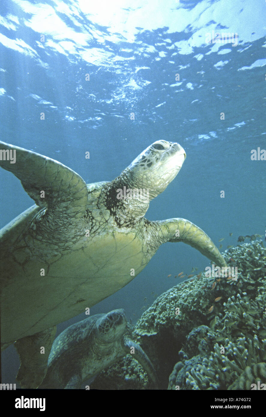 Turtle Pushing off Coral Reef Stock Photo - Alamy