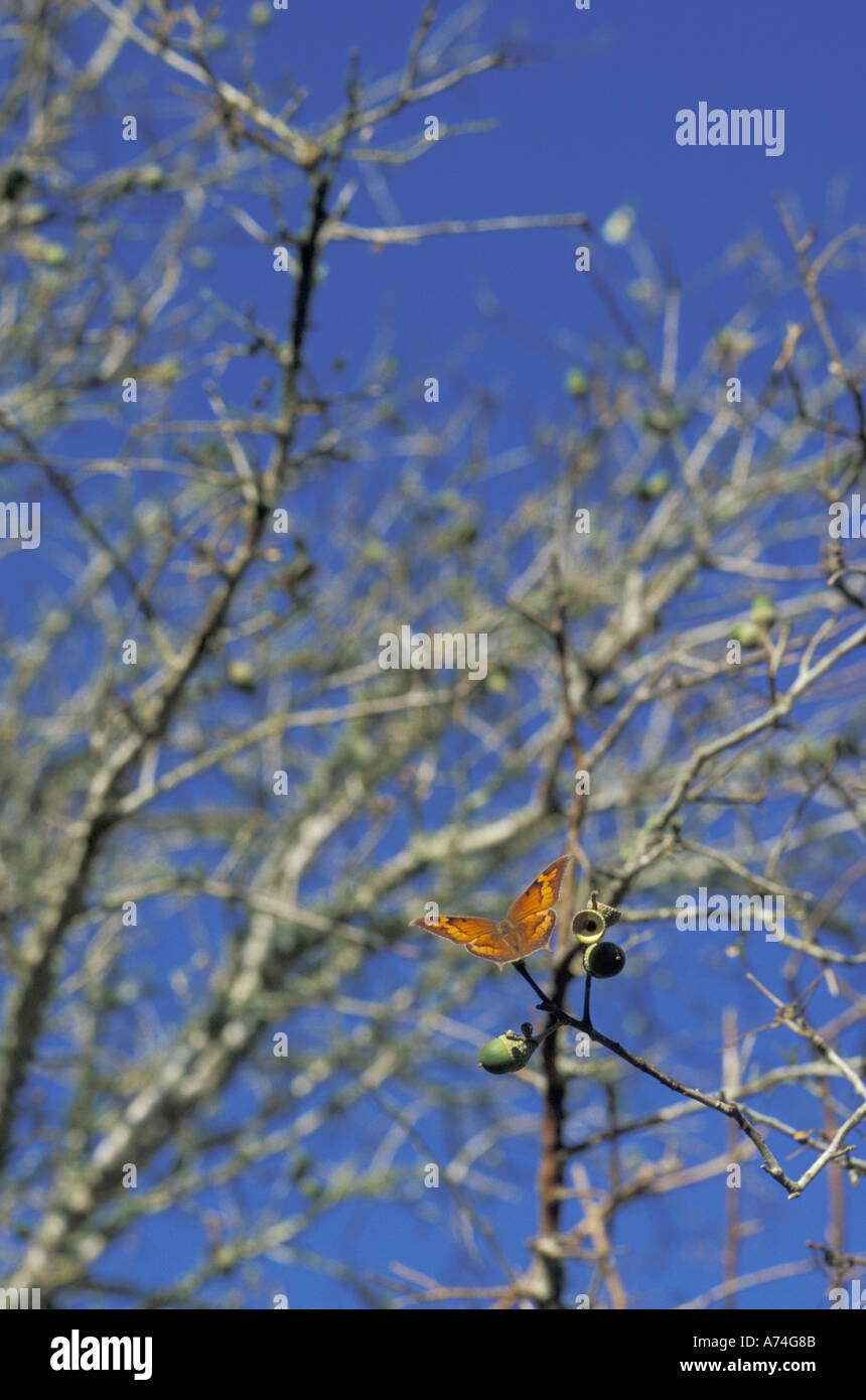 Goatweed butterfly hi-res stock photography and images - Alamy